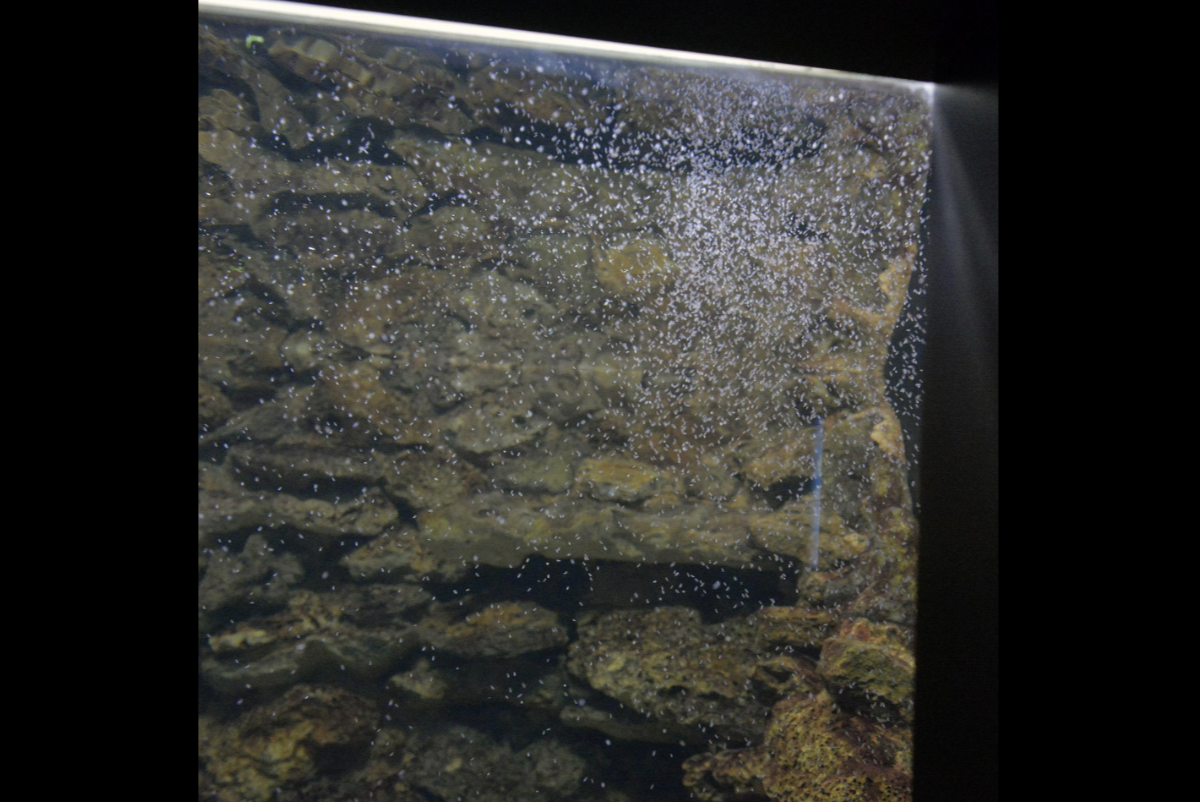 Un pulpo macho da a luz a 10 mil bebés en nacimiento sorpresa | CC News